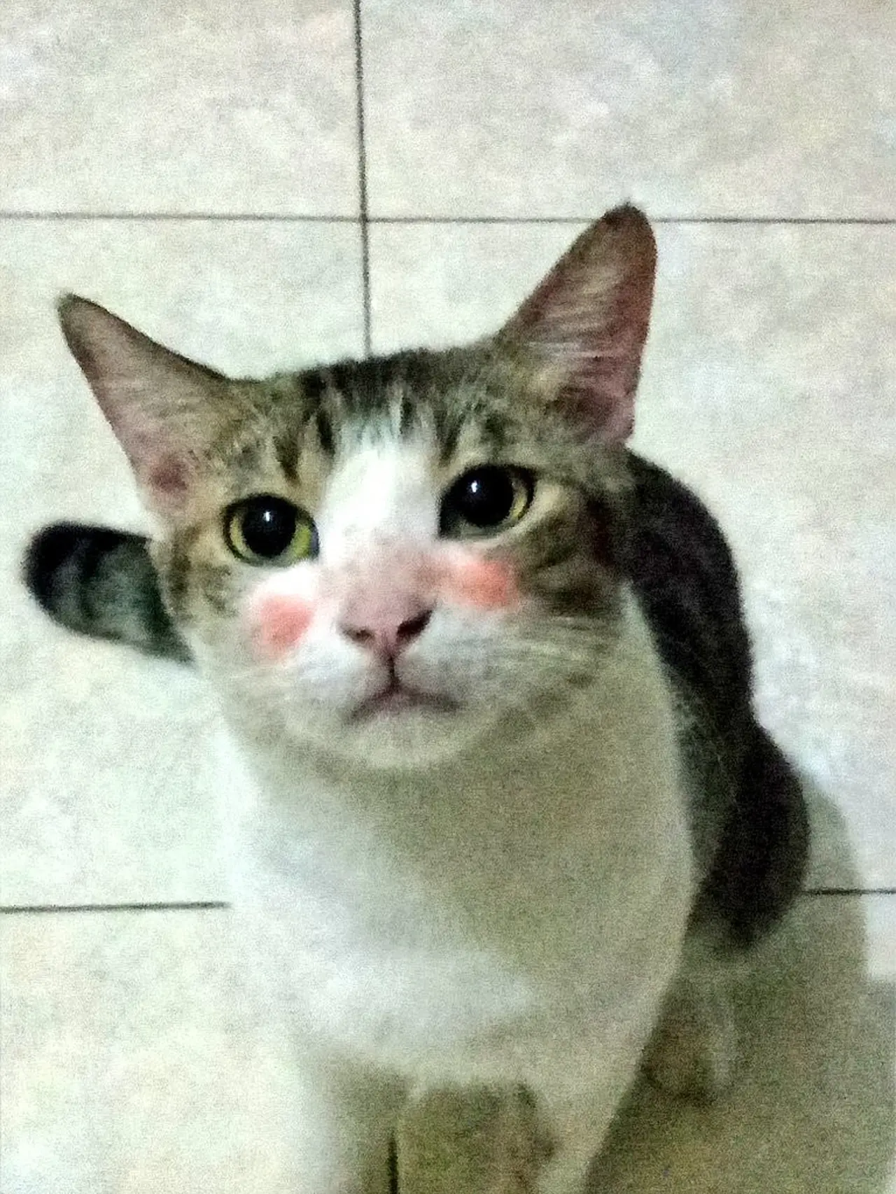 6 Potret Lucu Kucing Pakai Makeup, Wajahnya Pasrah dan Bikin Gemas ...