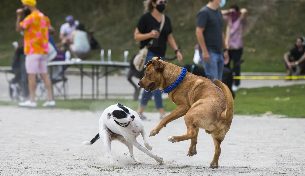 FOTO: Ratusan Hewan Peliharaan Tampil di Party 4 Paws 2020 - Foto ...