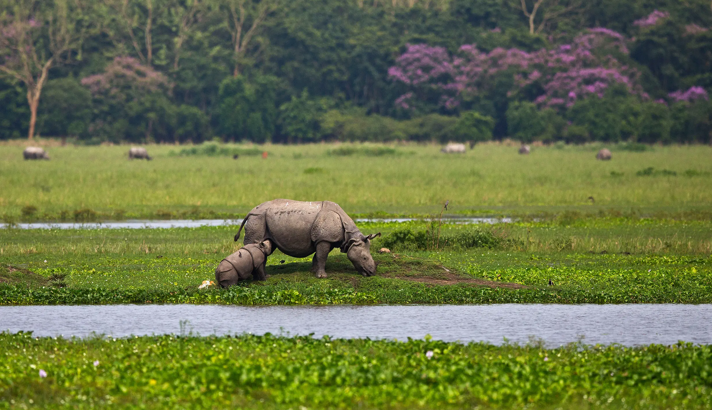 FOTO: Melihat Badak Bercula Satu di Suaka Margasatwa Pobitora - Foto ...