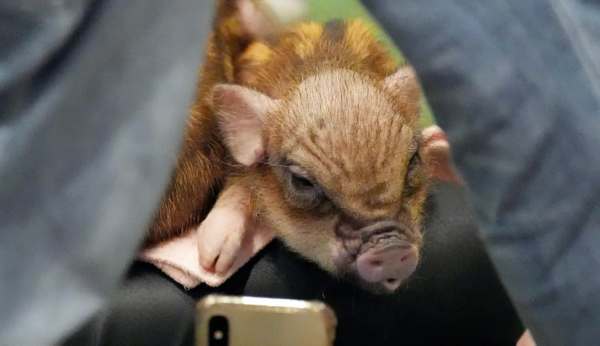 Sensasi Nongkrong Bareng Babi-Babi Mini di Mipig Cafe Tokyo - Foto ...