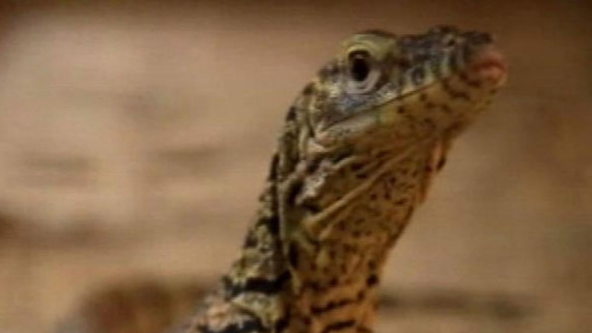 10 Telur Komodo Menetas di Kebun Binatang Surabaya - Enam Plus Liputan6.com