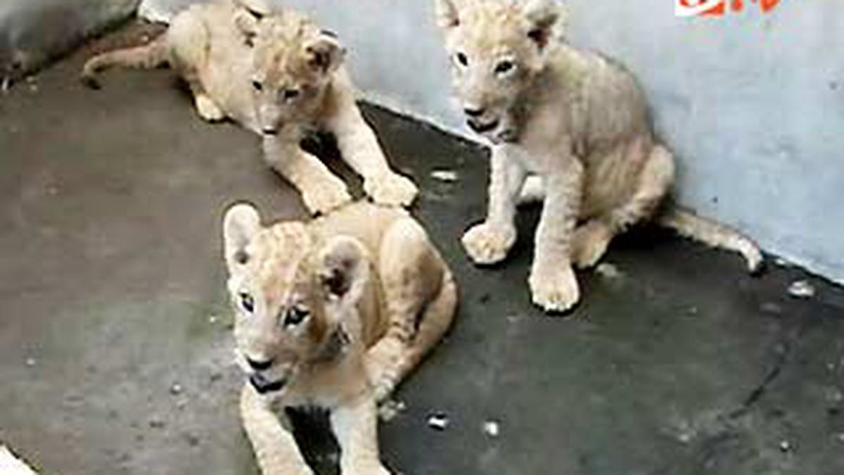 Penangkaran Singa Afrika di Bali Zoo - News Liputan6.com