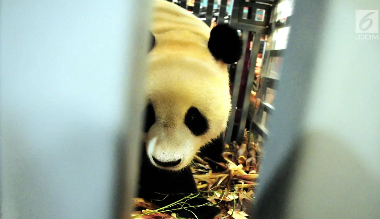 PHOTO: Menggemaskan, Dua Panda Raksasa dari China Tiba di Indonesia ...