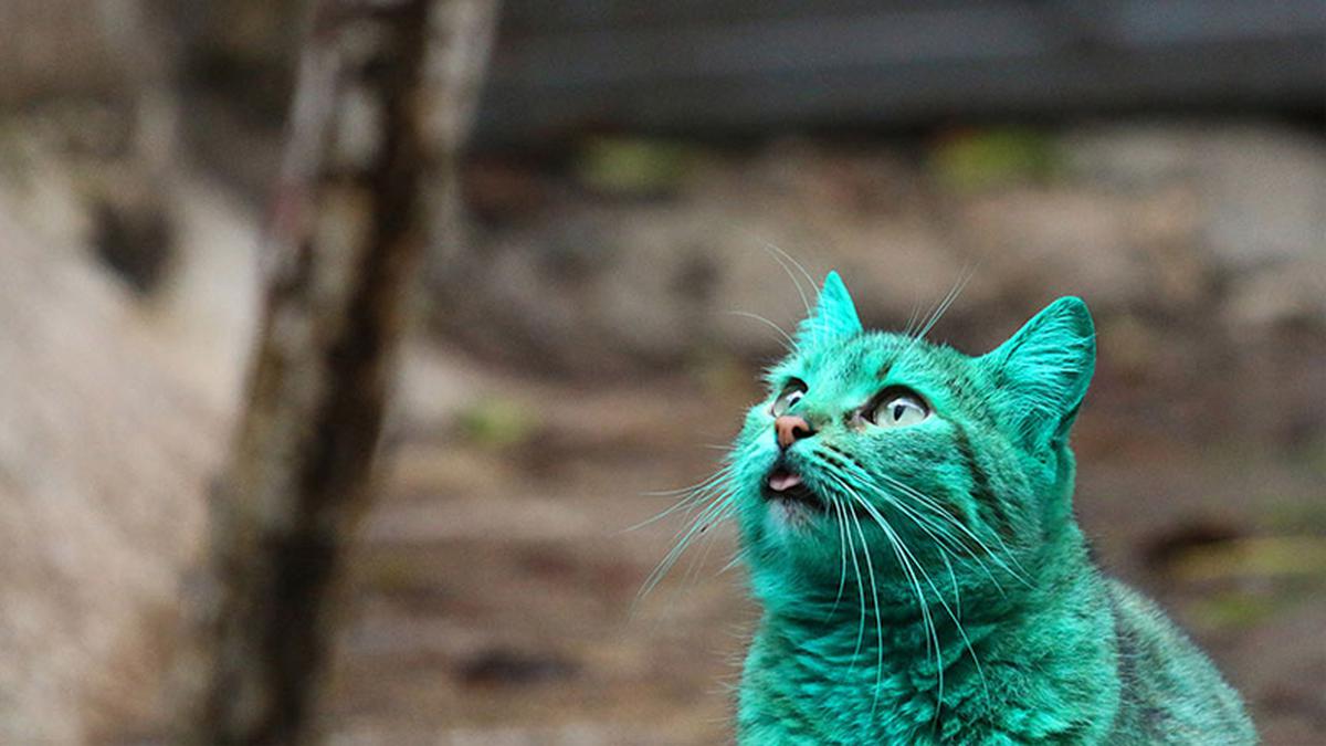 Uniknya Kucing Hijau yang Hebohkan Publik