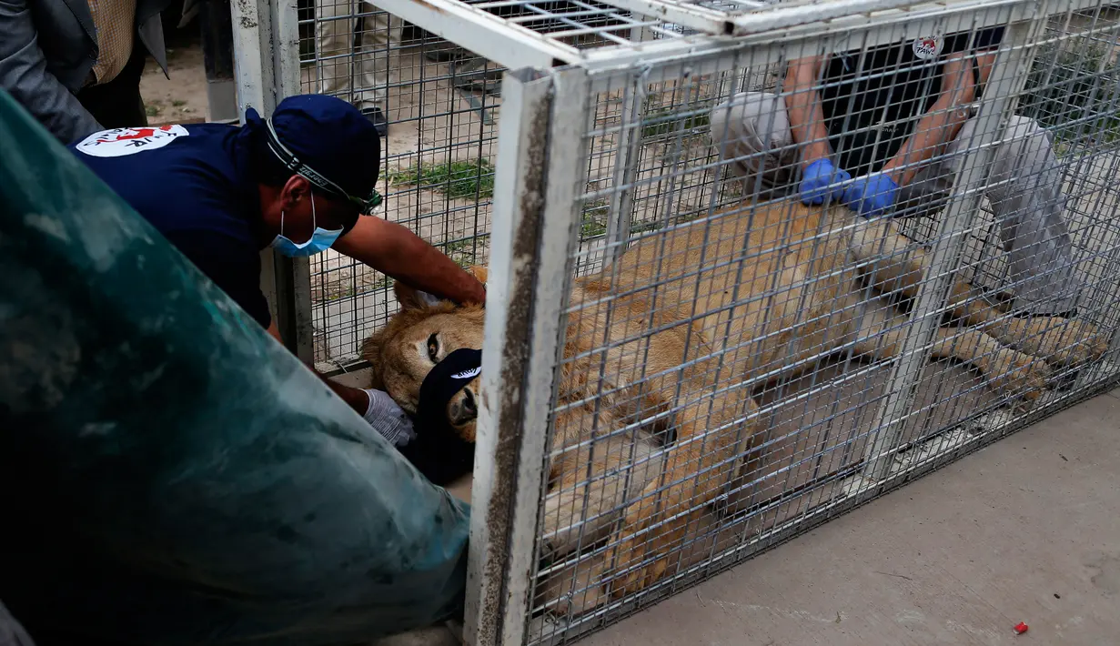 Beruntung, Beruang dan Singa Ini Selamat dari Perang Mosul - Foto ...