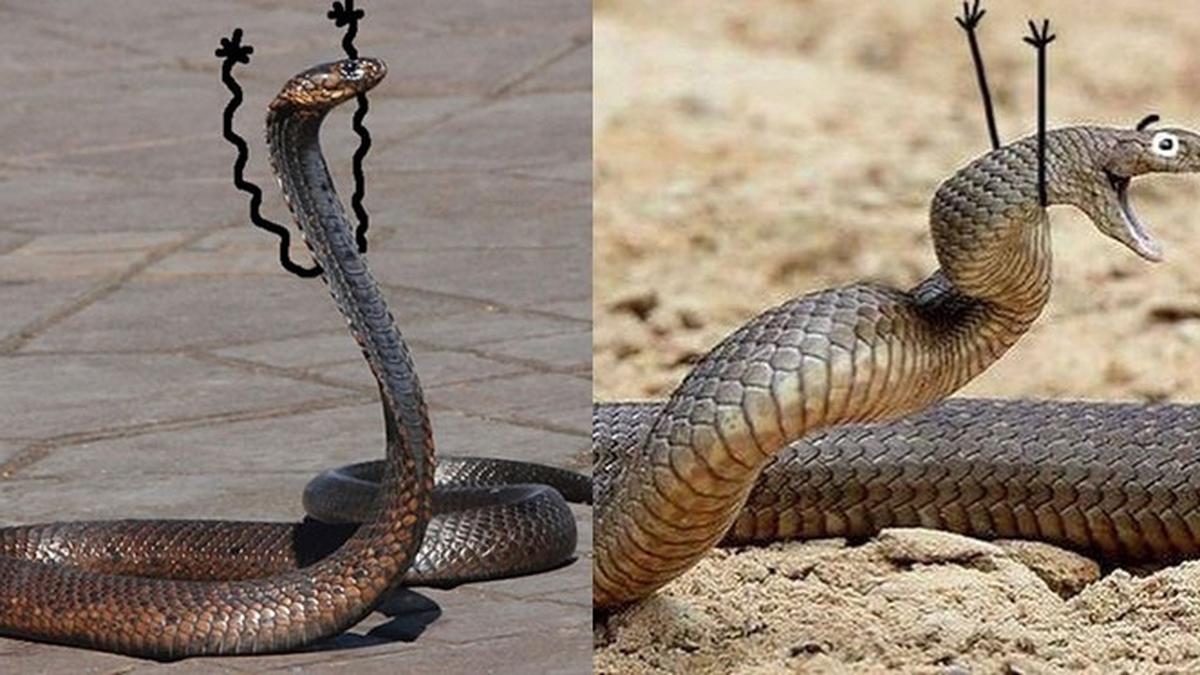 6 Editan Foto Ular Ekspresi Kaget Ini Absurd, Gagal Tampak Seram - Hot ...