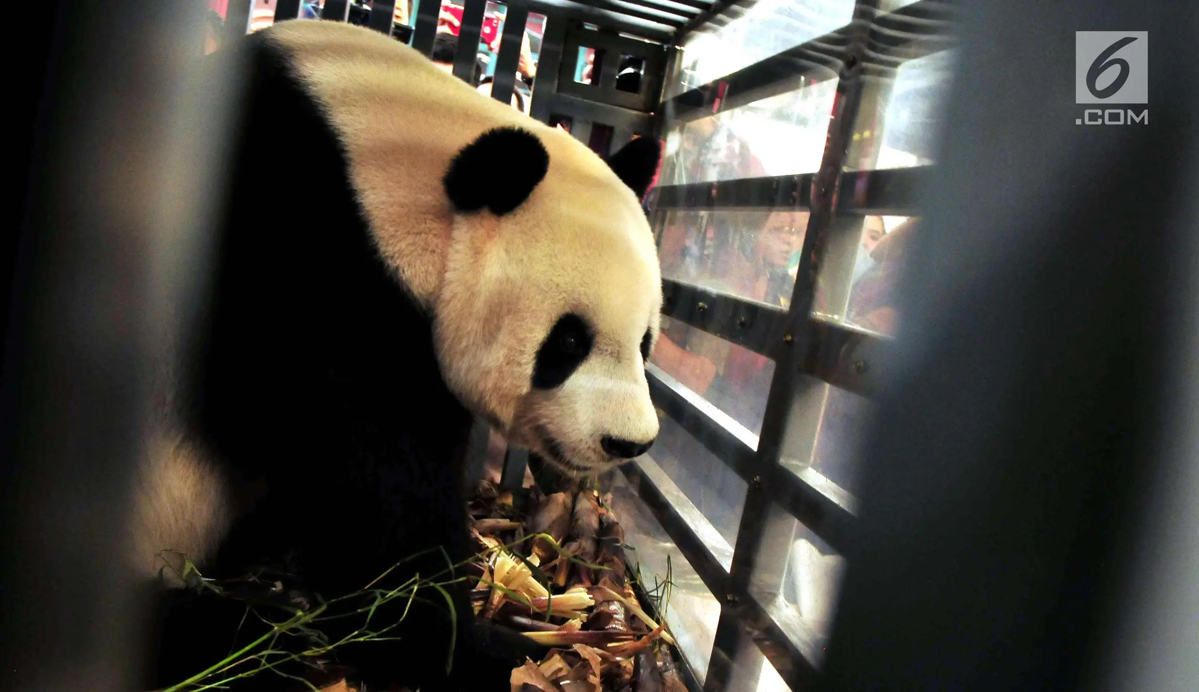 PHOTO: Menggemaskan, Dua Panda Raksasa dari China Tiba di Indonesia ...