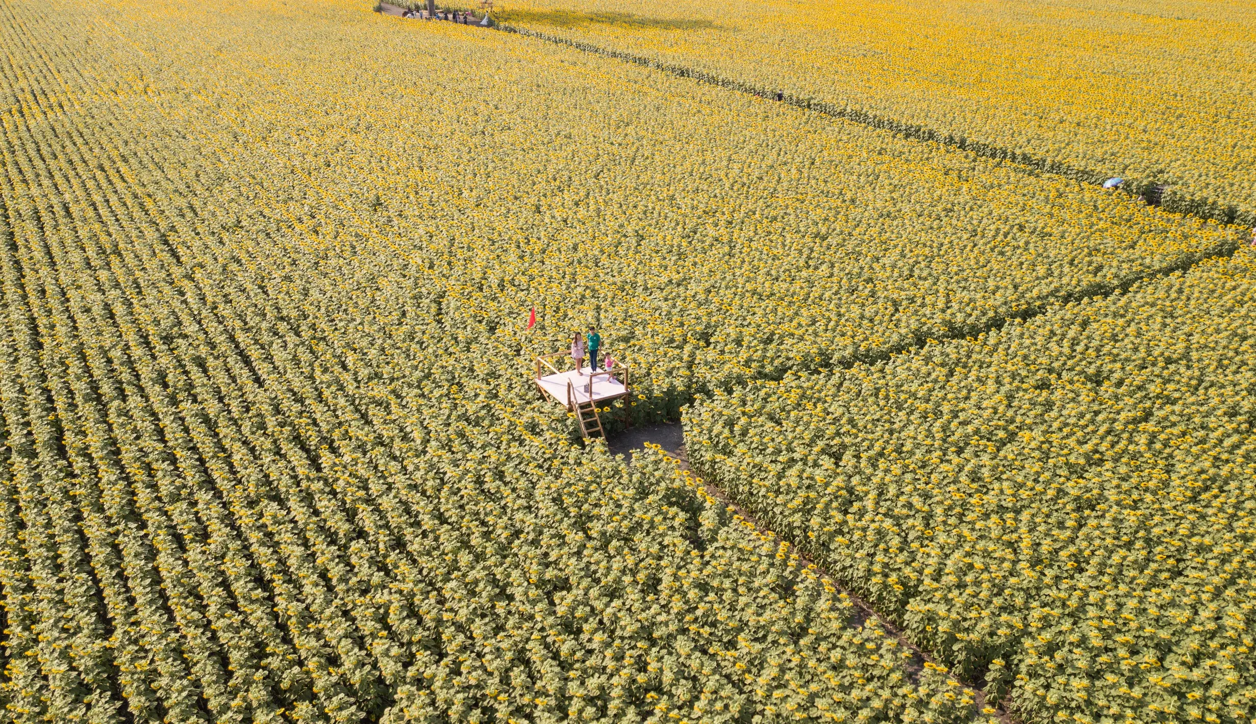 FOTO: Bermain ke Ladang Bunga Matahari Terbesar Thailand - Foto ...