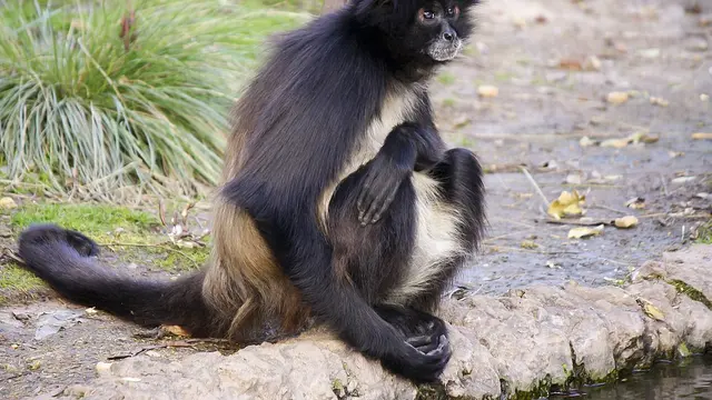 8 Jenis Primata Paling Berbahaya di Dunia, Jangan Coba Mendekat ...