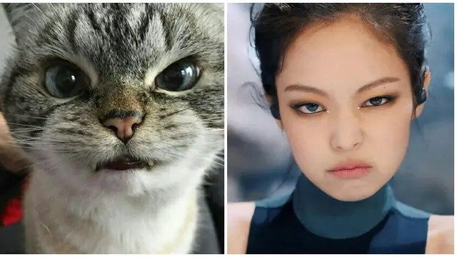 7 Cocoklogi Kucing Mirip Artis Ini Sukses Bikin Ketawa Geli - Hot ...