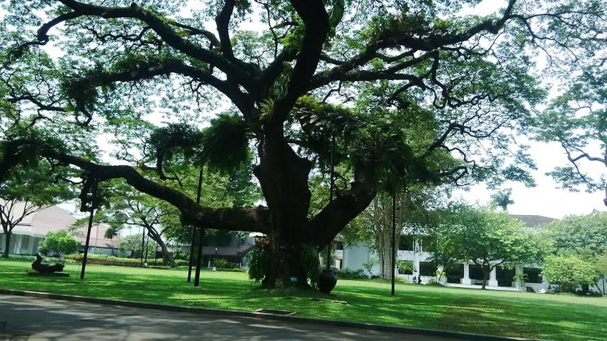 Ki Hujan, Saksi Bisu Kehidupan Presiden RI di Istana - News Liputan6.com