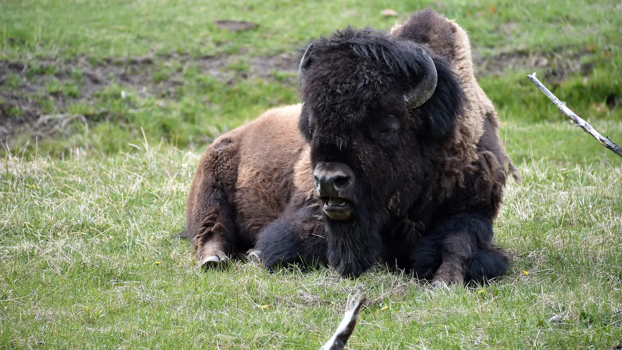 Layanan Taman Nasional AS Cari Relawan untuk Bunuh Bison di Grand ...