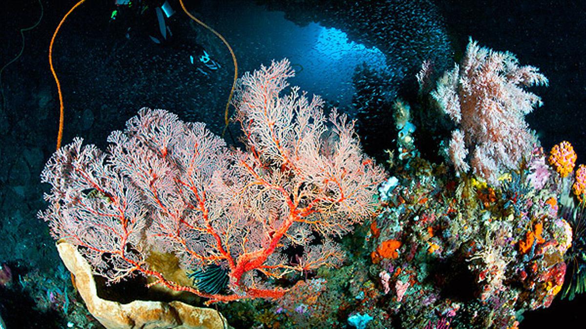 Laut Banda, Pesona dan Misteri Palung Terdalam di Indonesia