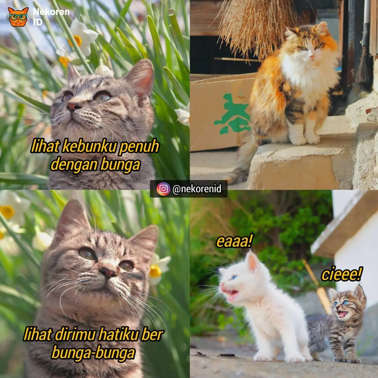 7 Meme Gombalan Kucing Oranye Ini Kocak Bikin Gemas - Hot Liputan6.com