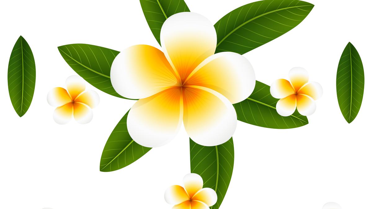 Arti Mitos Bunga Kemboja yang Perlu Dipahami