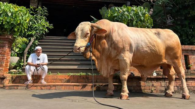 Memilih Sapi Kurban yang Baik dan Benar, Ketahui Syarat sesuai Syariat ...