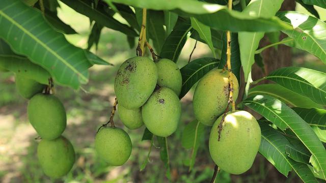 Jenis Pohon Mangga Mini untuk Pekarangan Kering