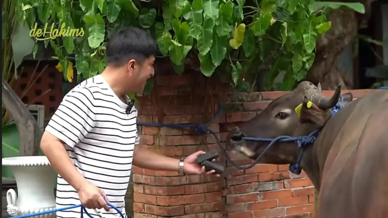 Penampakan 4 Sapi Jumbo Irfan Hakim untuk Kurban Idul Adha 2024 ...