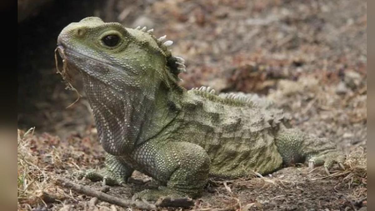 5 Hewan Unik di Selandia Baru, Ada Anggota Reptil Purba yang Masih Hidup!