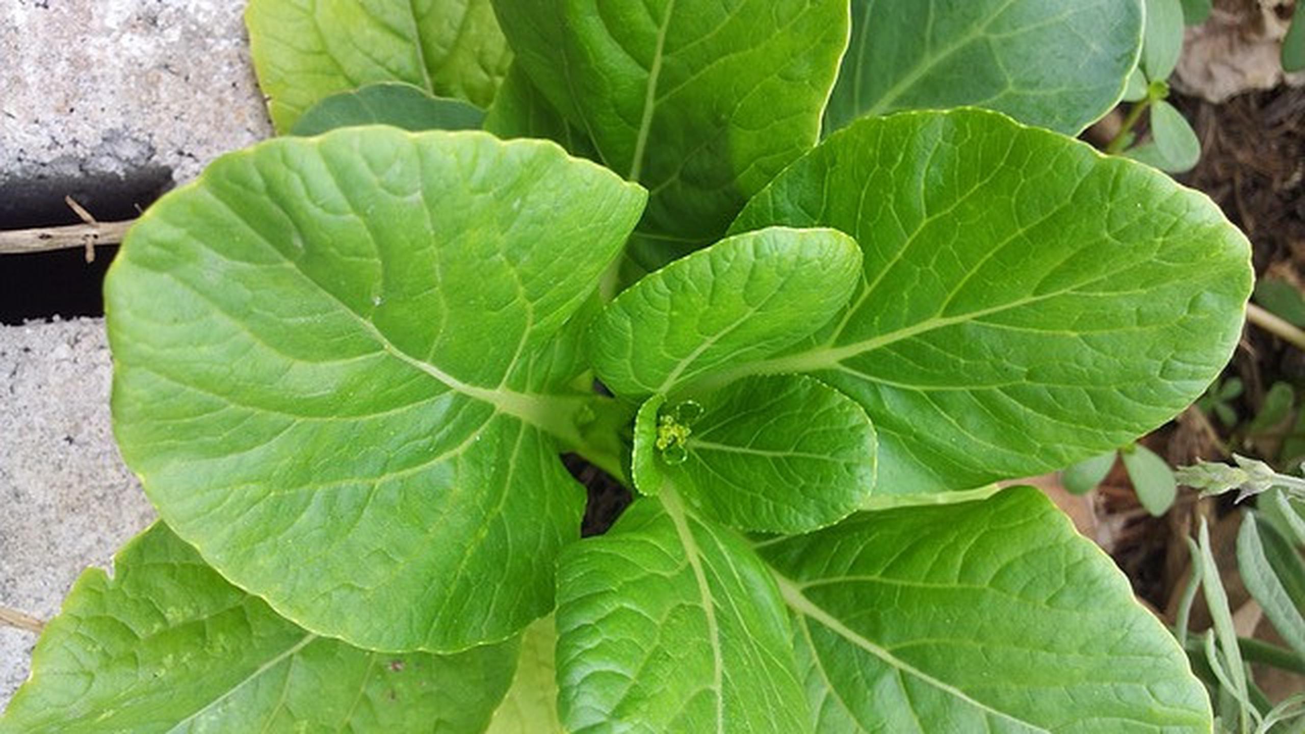 7 Trik Menanam Sawi di Pot, Solusi Sayur Segar Setiap Hari Tanpa Kebun Luas
