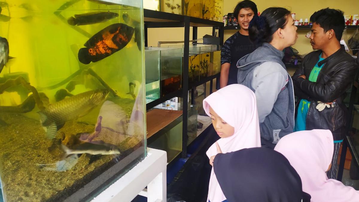 Cerita Karyawan Bank Banting Setir Jadi Pengusaha Ikan Hias Saat ...