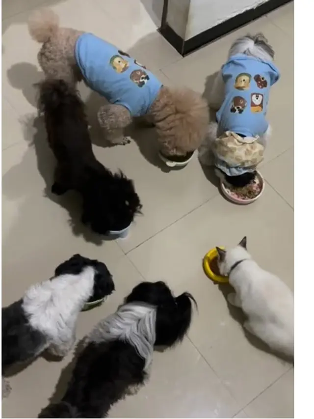 Cara Membuat Makanan Anjing Sendiri yang Sehat dan Bergizi, Lebih Hemat ...