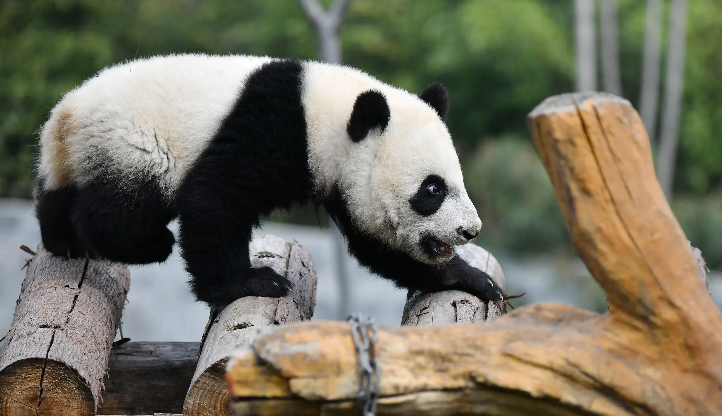 FOTO: Menengok Tiga Anak Panda yang Tumbuh Besar dan Sehat di China ...