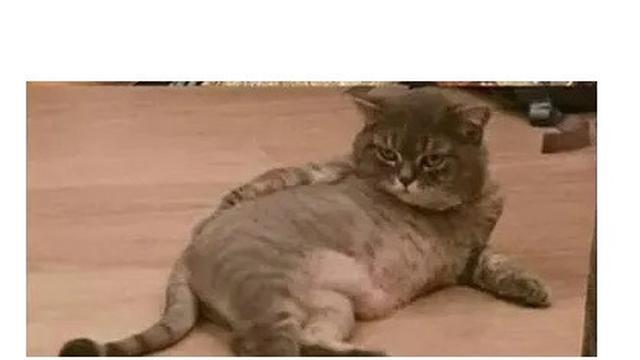 6 Potret Kucing Bergaya Seperti Model Ini Menggemaskan, Lucu Pol