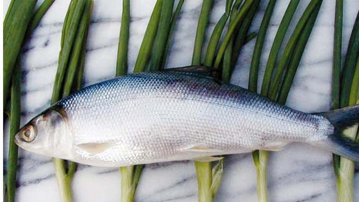 Memilah Bagian Ikan Kod untuk Beginners - Lifestyle Fimela.com