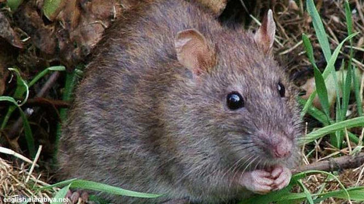 Bayi Tewas Dimakan Tikus Raksasa - Global Liputan6.com