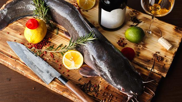 7 Manfaat Lele untuk Anak, Sumber Gizi Terjangkau dan Bernutrisi