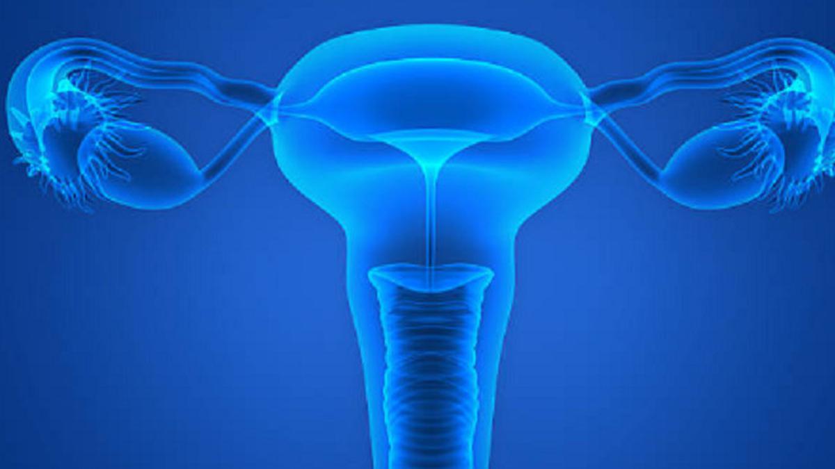 Fungsi Ovarium pada Wanita, Penting dalam Reproduksi