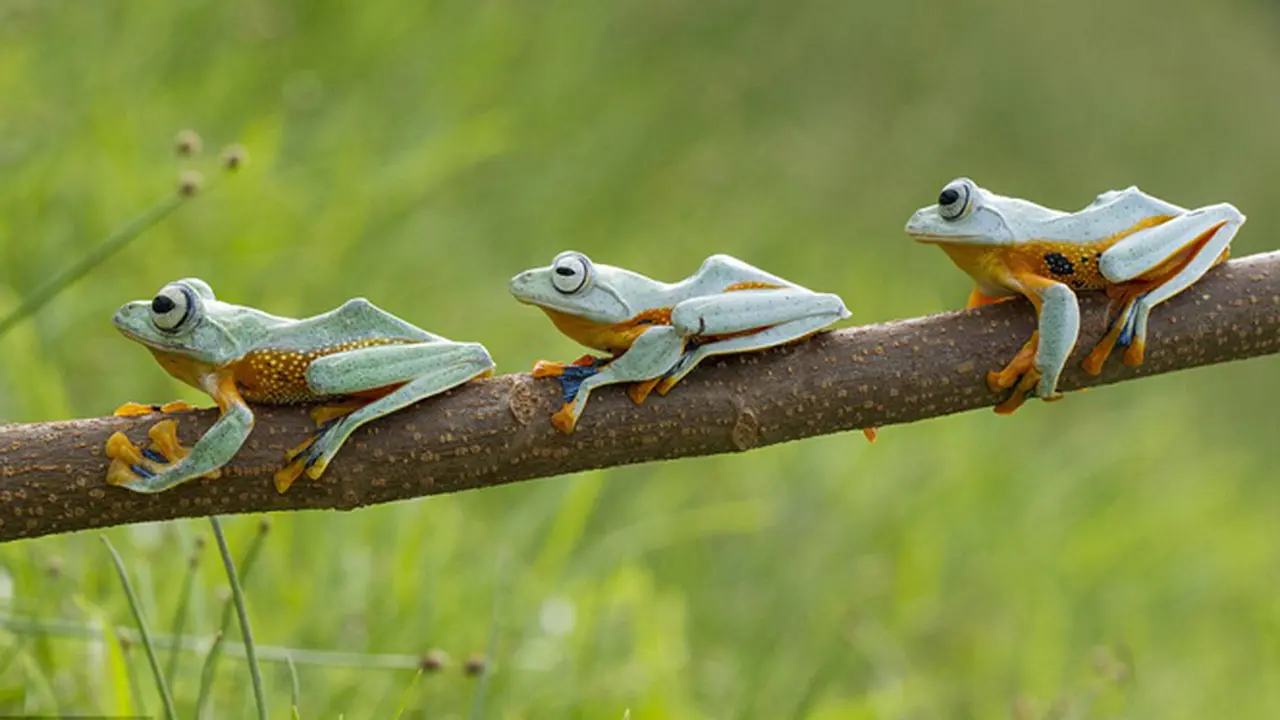 Selain Burung, 6 Hewan Ini Juga Dapat Bernyanyi - Citizen6 Liputan6.com