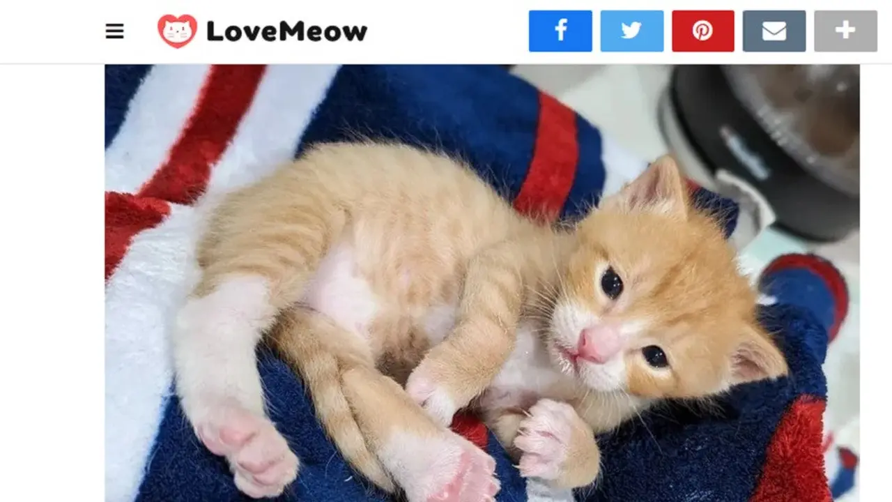 Kisah Macaroni, Si Anak Kucing Oyen yang Punya Banyak Jari - Health ...