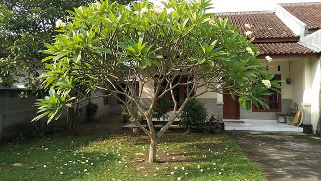 12 Ide Pohon Kecil yang Rimbun Tapi Akarnya Aman untuk Rumah, Bikin ...