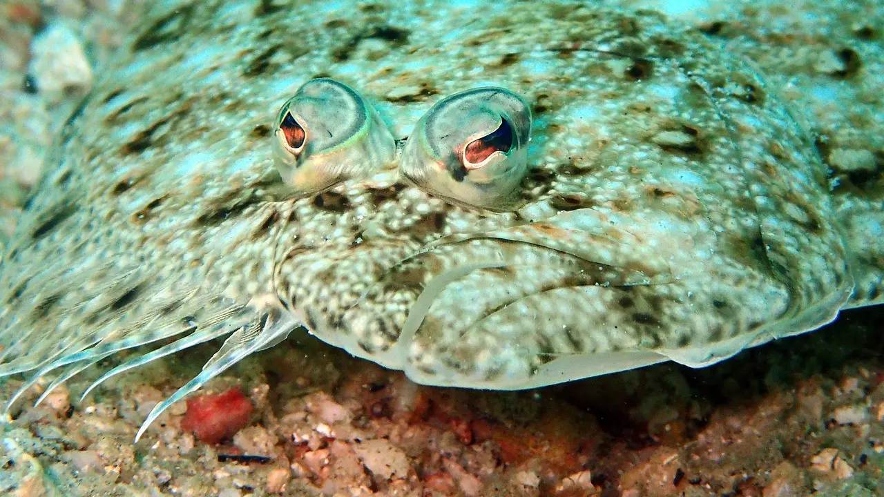 Mengenal Ikan Sebelah: Fakta Ilmiah dan Kaitannya dengan Kisah Nabi ...