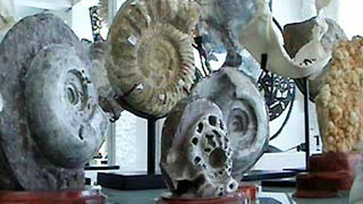 Bali Shell Museum, Satu-satunya Museum Kerang - News Liputan6.com