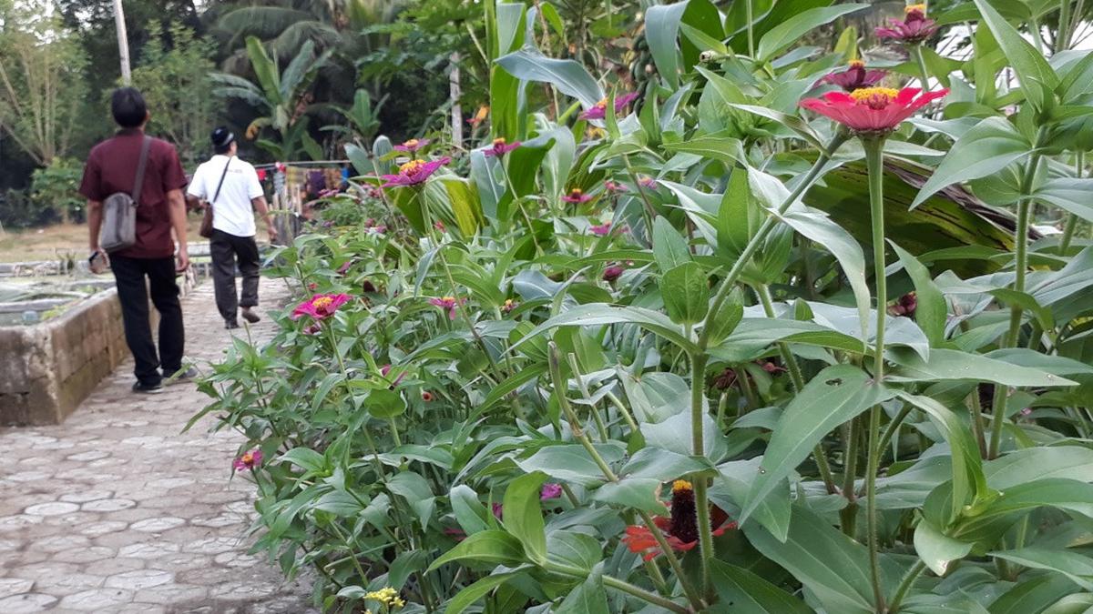 Semerbak Pagi Taman Bunga di Jalan Desa Kalilunjar