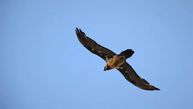 5 Fakta Bearded Vulture, Burung Bangkai Pemakan Tulang Terbesar di ...