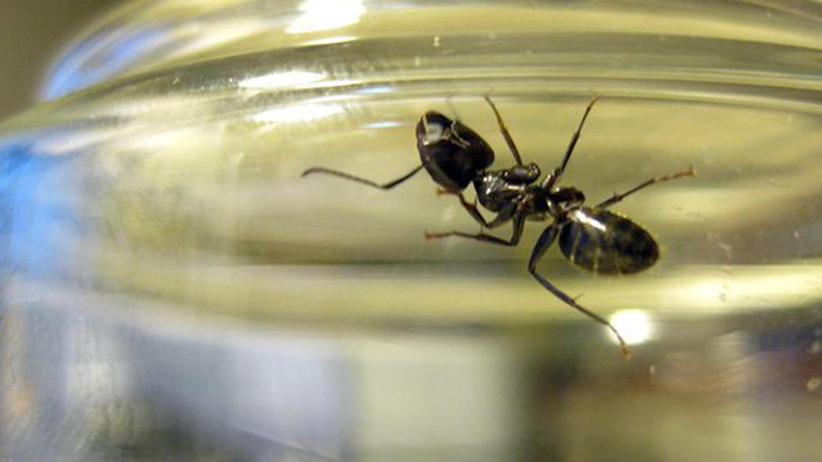 Tips Mengusir Semut di Dapur Menggunakan Larutan Cuka Putih & Air ...