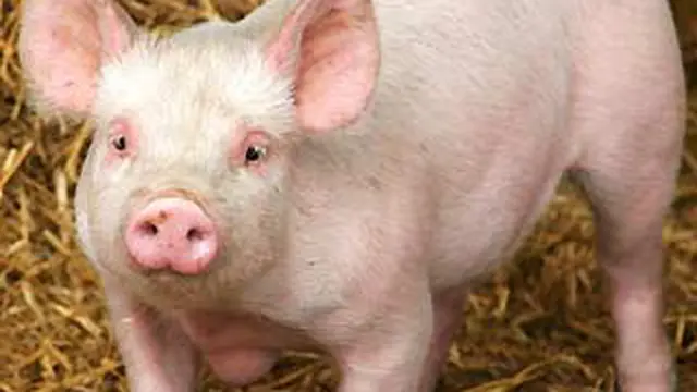 Tubuh Babi dan Organ Manusia - Tekno Liputan6.com