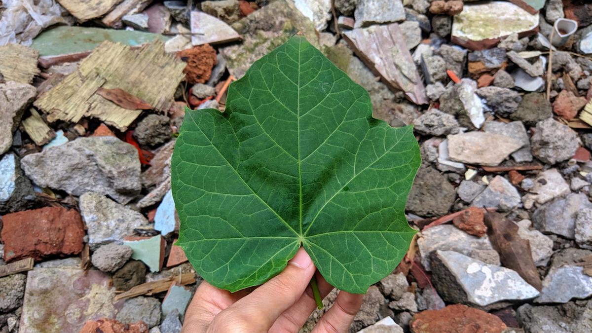 Manfaat Daun Jarak untuk Menjaga Kesehatan Tubuh - Lifestyle Fimela.com