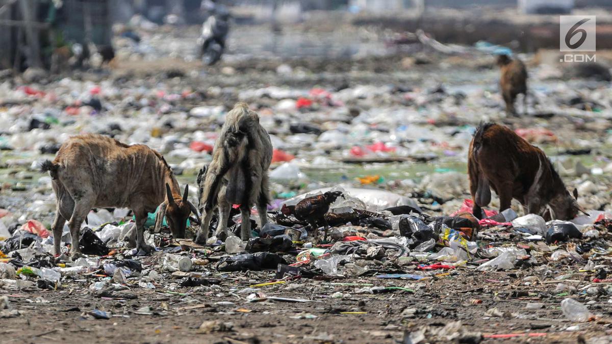 FOTO: Sampah Rumah Tangga Jadi Santapan Kambing di Muara Baru