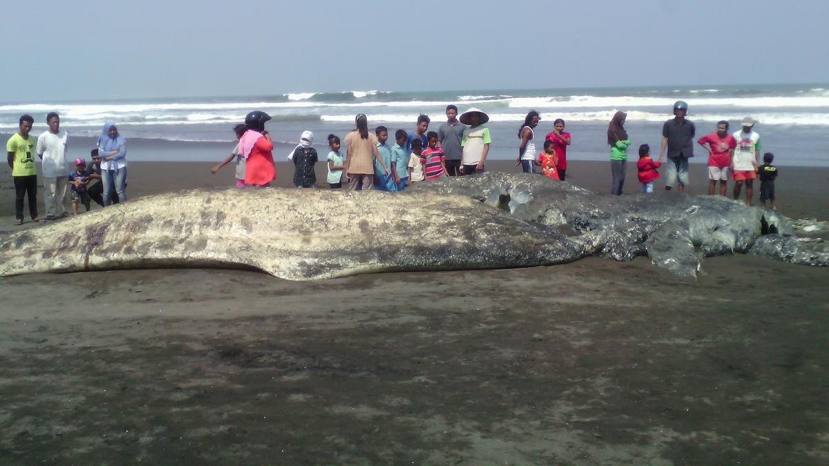 Bangkai Paus Hitam Tua Jadi Objek Swafoto Warga Cilacap - Regional ...