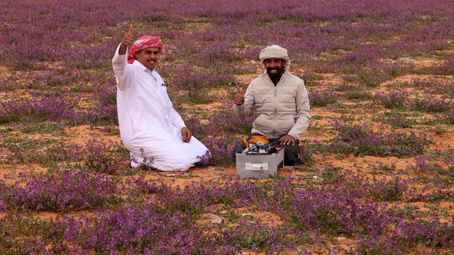 10 Fakta Menarik Lavender, Bunga Ungu yang Disorot Tumbuh di Gurun Arab ...