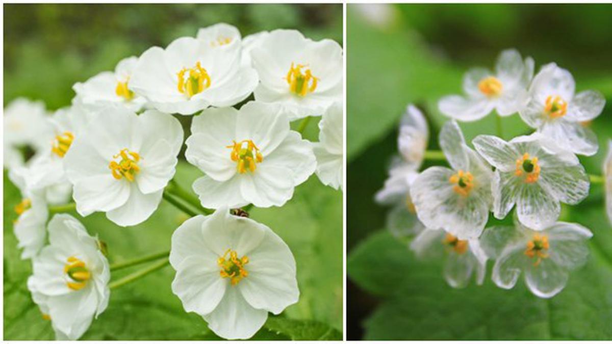 Keajaiban Alam, Bunga Putih Berubah Transparan Saat Kena Air Hujan