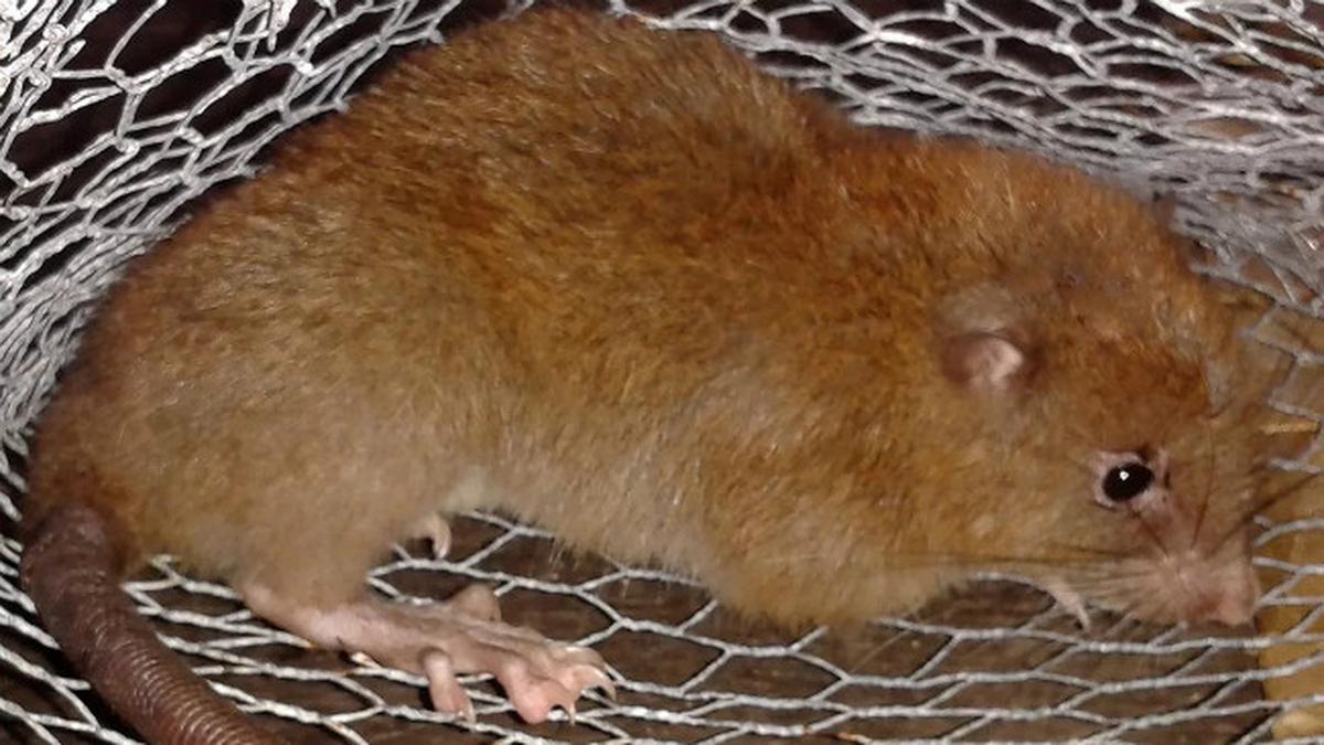 Spesies Tikus Raksasa 'Misterius' Berkeliaran di Pasifik Selatan ...