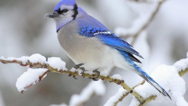 Unik dan Langka, 15 Burung Ini Bertelur dengan Warna Biru Cantik