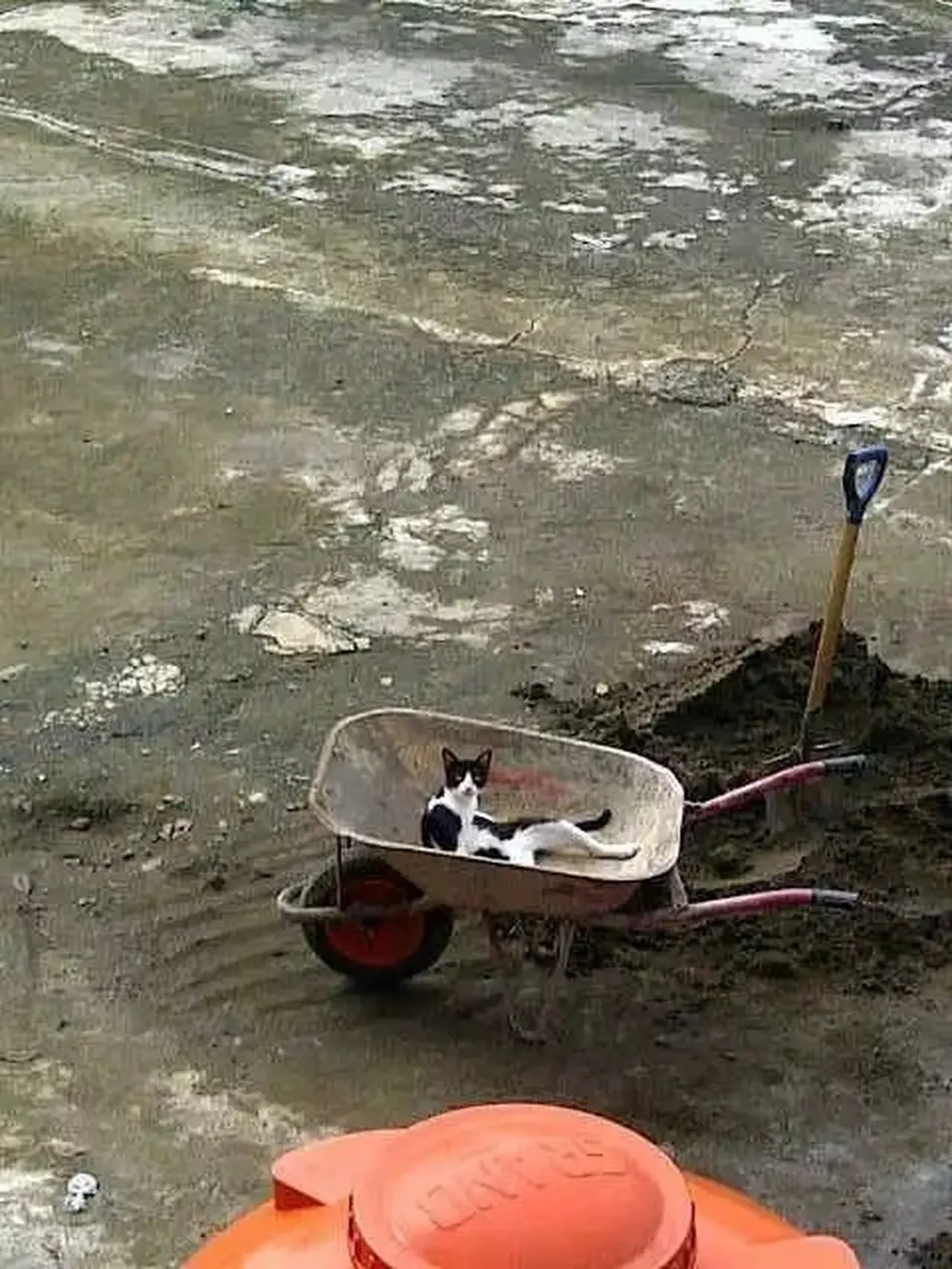 8 Potret Kucing Jadi Mandor Proyek Ini Bikin Geleng Kepala - Hot ...
