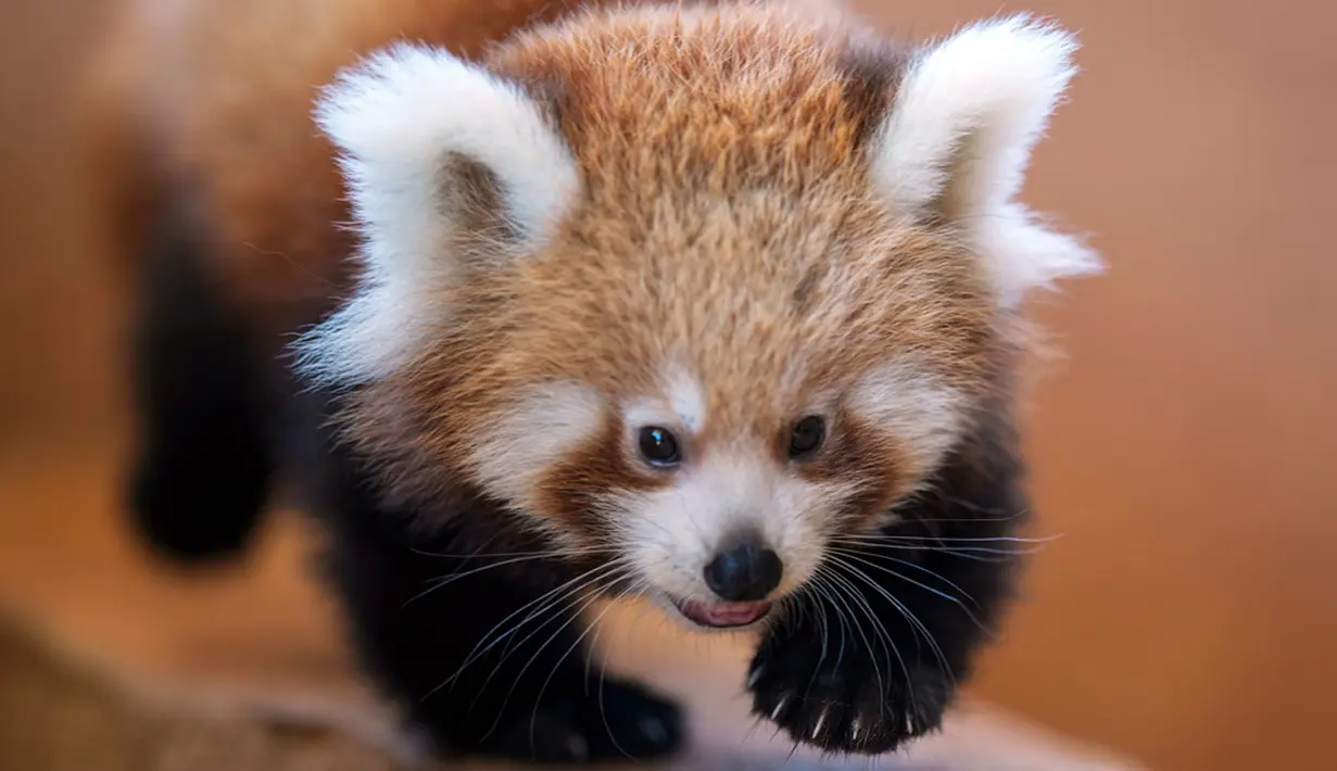 Lahirnya Bayi Panda Merah yang Langka di Attica Zoological Park Yunani ...